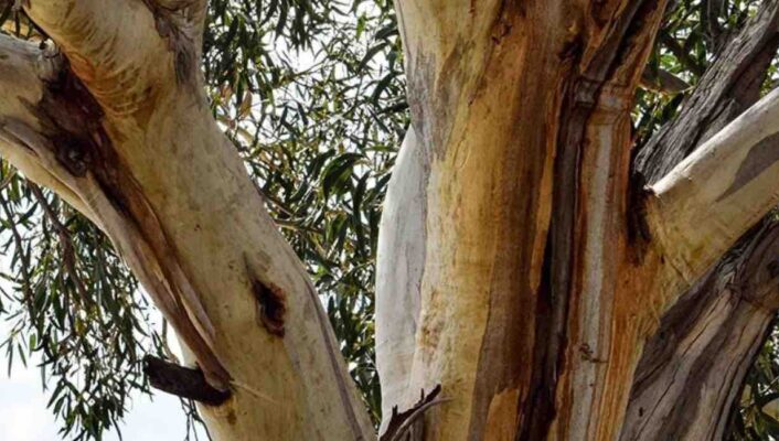 Les plantes pyrophytes, ces fascinants végétaux adaptés au feu