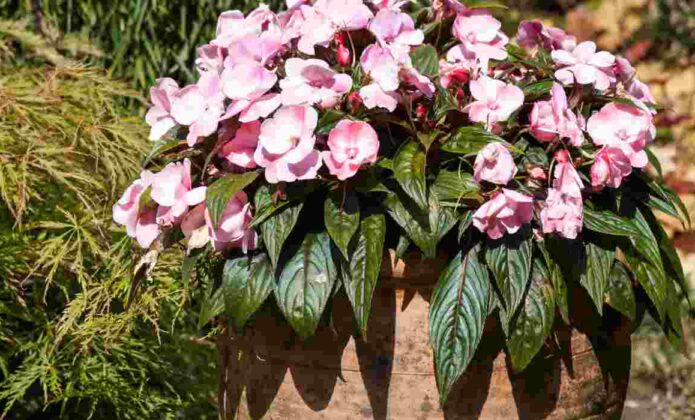 Cultiver l'Impatiens en pot - Blog Promesse de fleurs