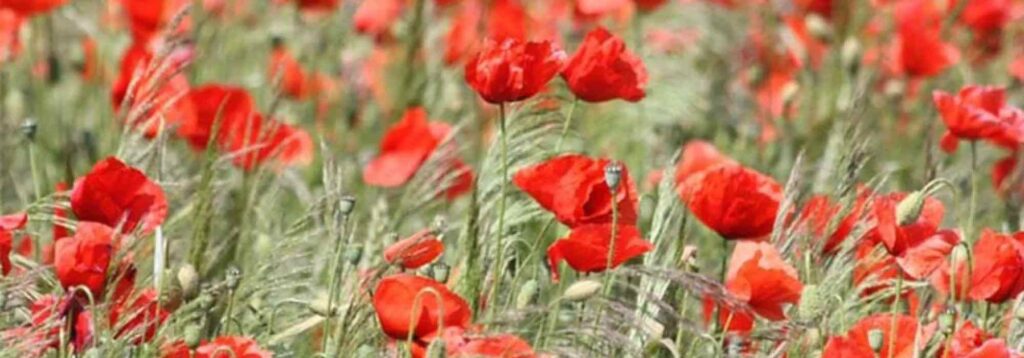 7 plantes annuelles à fleurs rouges pour un jardin flamboyant