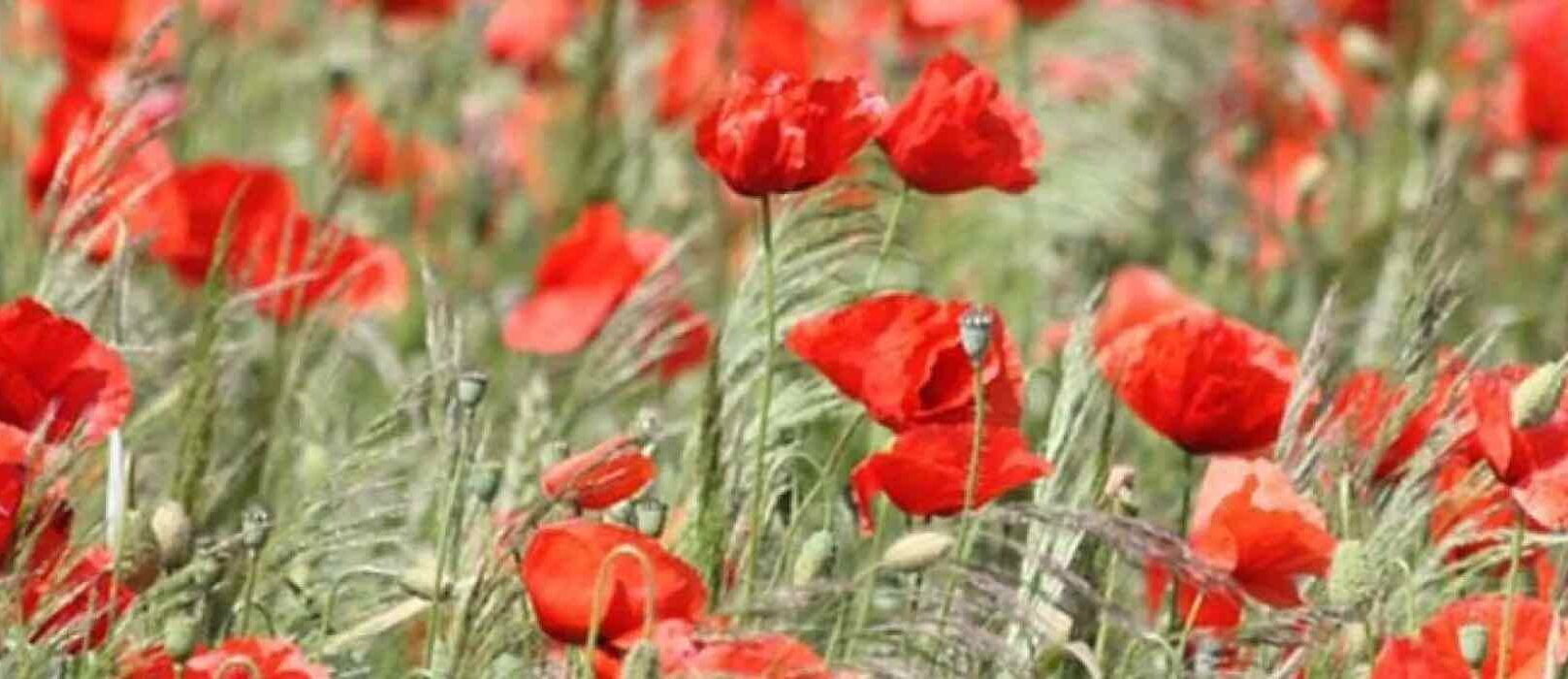 7 plantes annuelles à fleurs rouges pour un jardin flamboyant