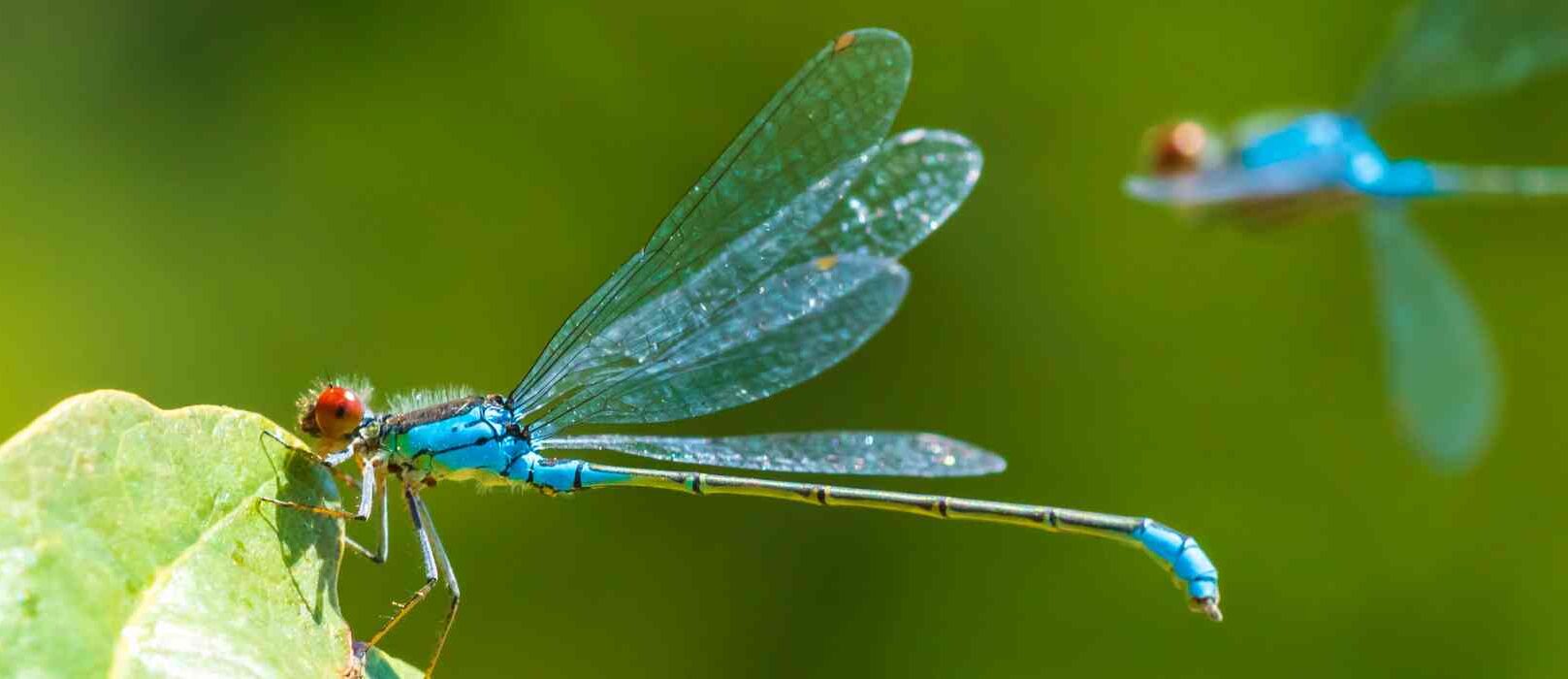 Rôle des libellules et demoiselles au jardin