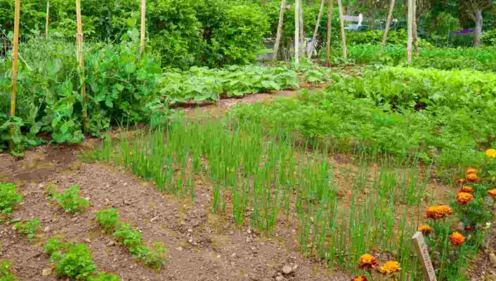 Déterminer la taille de son potager : nos conseils - Blog Promesse de ...