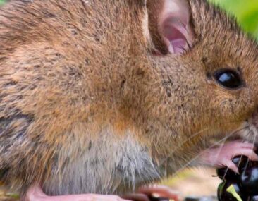 Nos astuces efficaces pour protéger votre potager des rongeurs