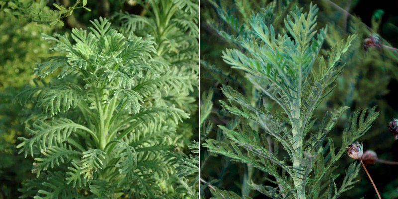 Comment bouturer l'Euryops