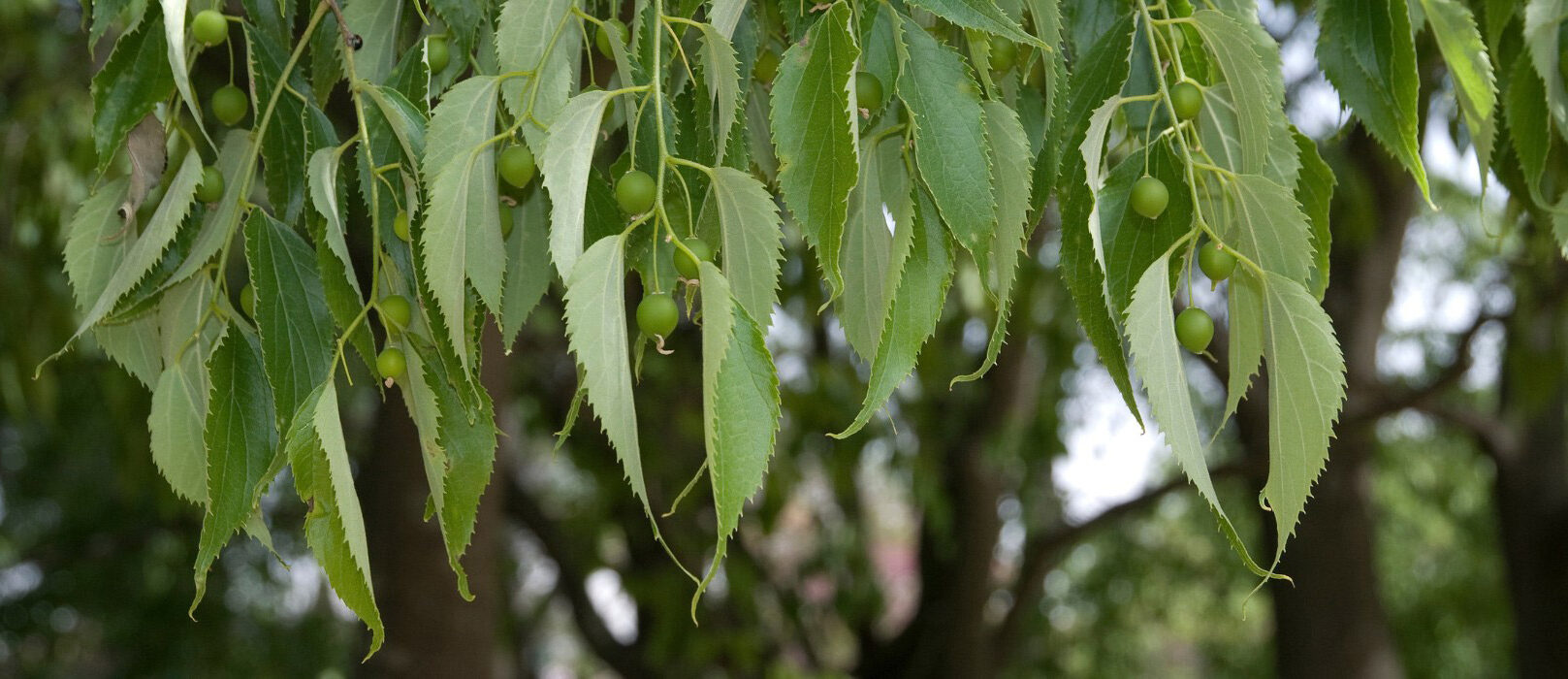 Micocoulier de Provence : plantation, culture, entretien