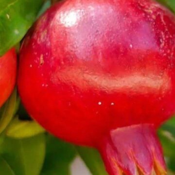 Les meilleures variétés de grenadiers à fruits pour votre jardin
