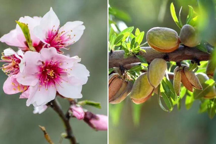 Amandier : les meilleures variétés à planter- Blog Promesse de fleurs