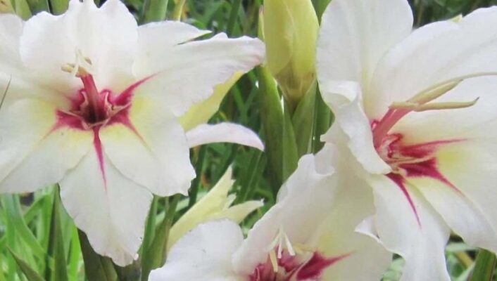 9 bulbes d'été à fleurs blanches : de l'éclat pour votre jardin