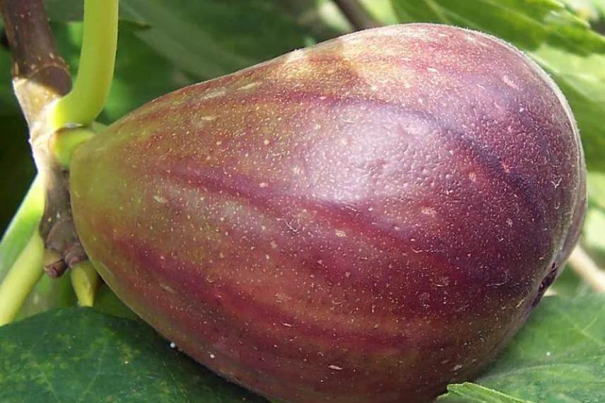 Figuiers : les 7 meilleures variétés