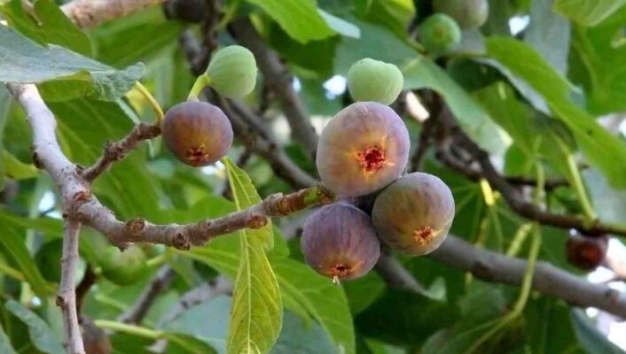 Figuiers : les 7 meilleures variétés