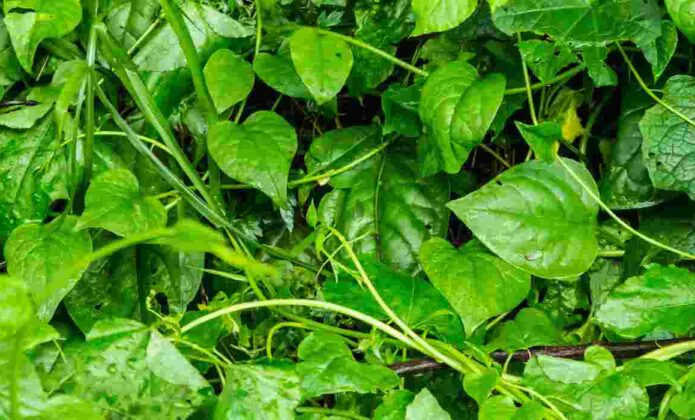 Nos conseils pour cultiver la baselle ou épinard de Malabar