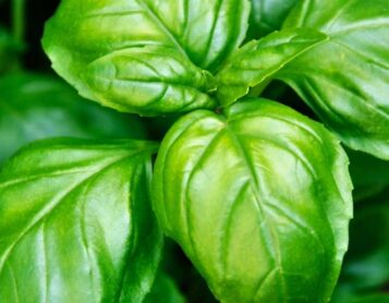 Basilic : planter, entretenir et savourer