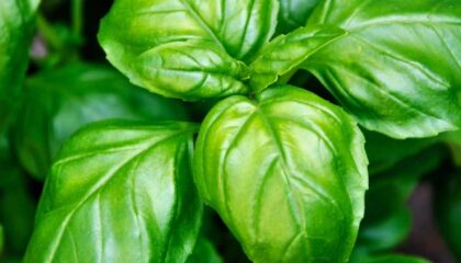 Basilic : planter, entretenir et savourer