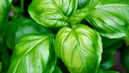 Basilic : planter, entretenir et savourer