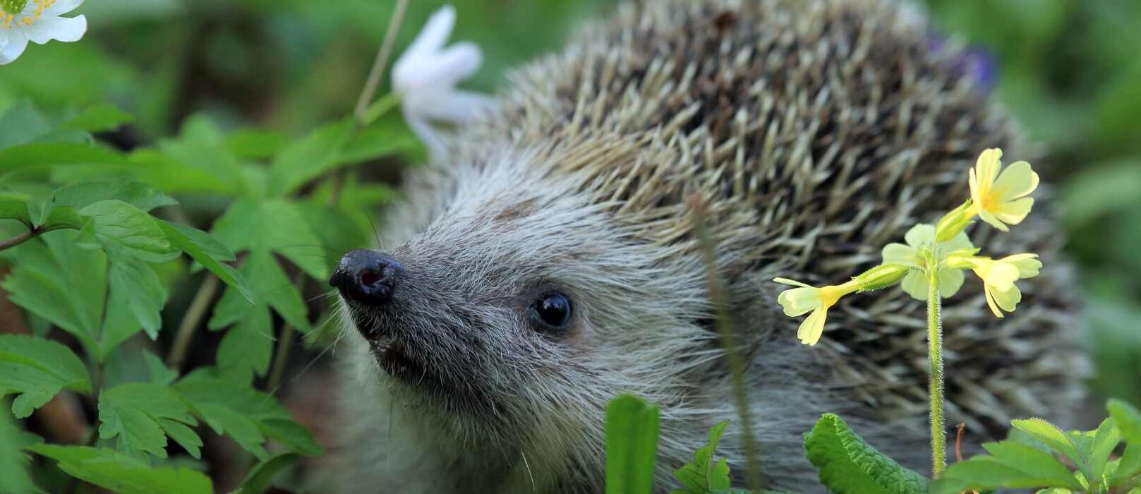 Le hérisson au jardin : un allié indispensable pour la biodiversité