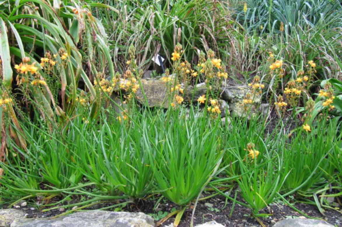 Bulbine : planter, cultiver et entretenir