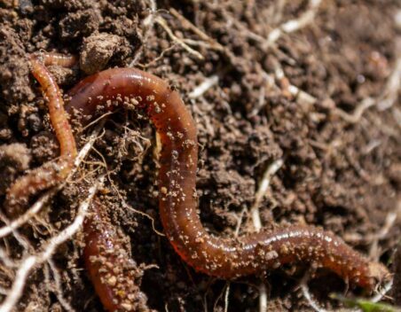 Qu'est-ce que la vie du sol ? Et quel est son rôle