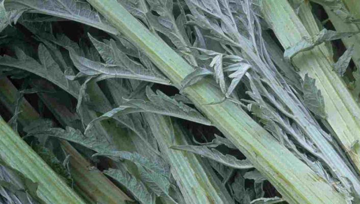 Réussir la culture du cardon : conseils et astuces