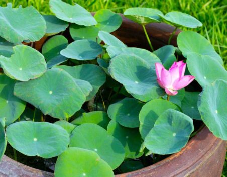 Découvrez le "bowl lotus" ou comment cultiver un mini lotus en pot
