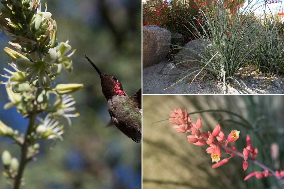 Hesperaloe - Yucca rouge : plantation, culture et entretien