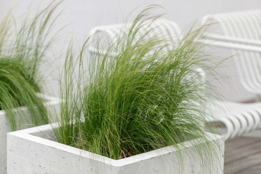 Cultiver Un Stipa En Pot Pour Animer Sa Terrasse Ou Son Balcon Cultiver Un Stipa En Pot Pour Animer Sa Terrasse Ou Son Balcon