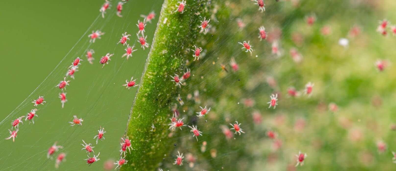 Comment se débarrasser des acariens sur les plantes