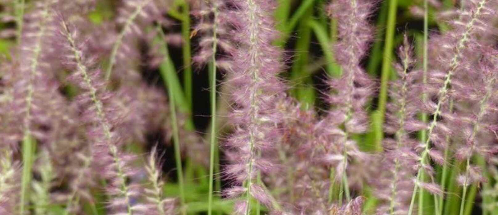 Comment planter et entretenir un pennisetum en pot