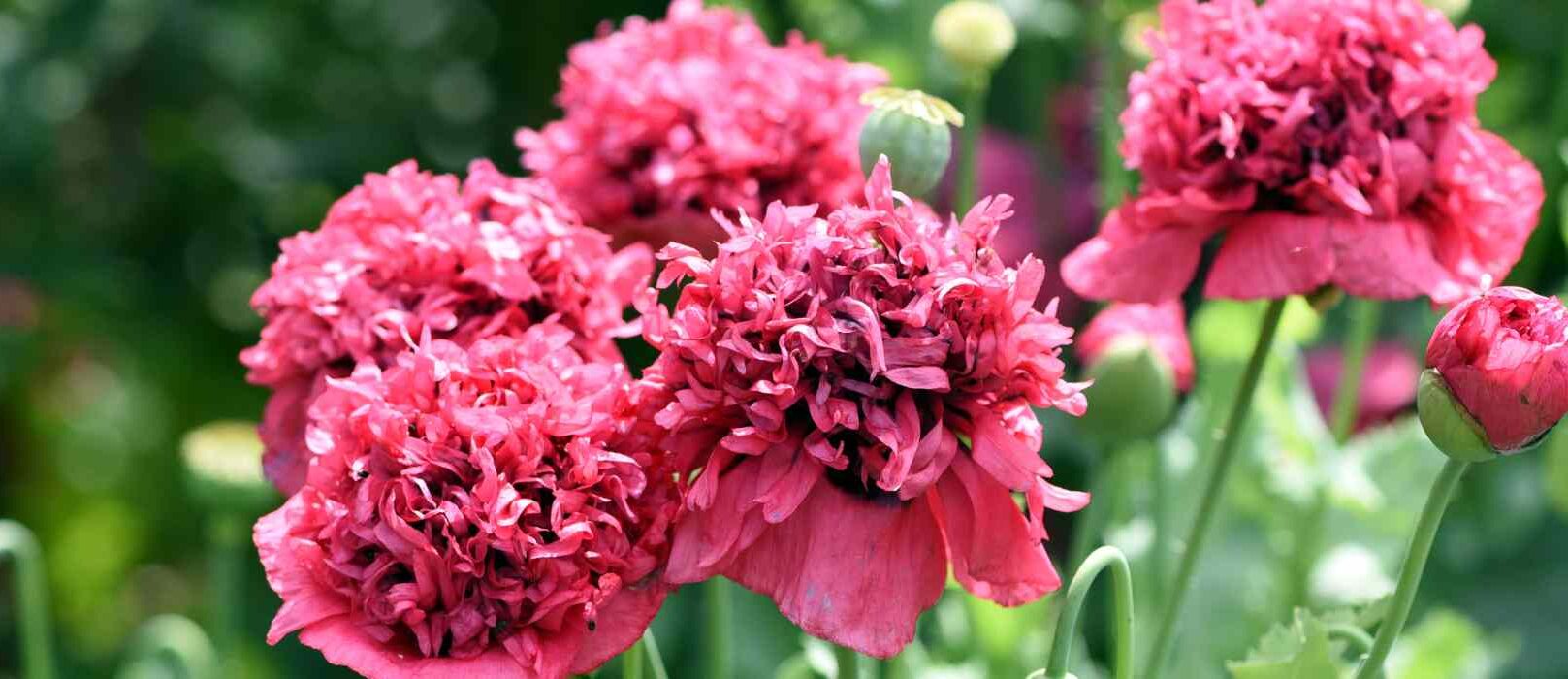 Réussir les pavots annuels et vivaces