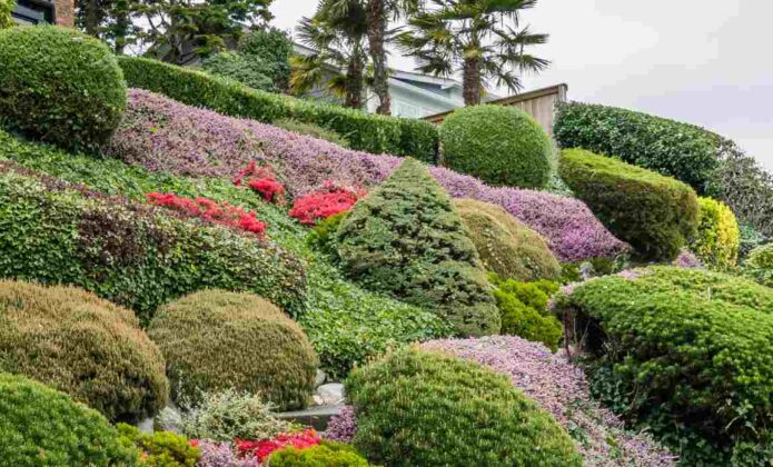 Comment planter sur un talus