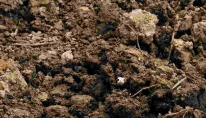 Qu'est-ce qu'un sol argilo-calcaire