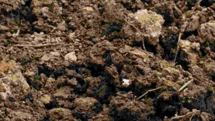 Qu'est-ce qu'un sol argilo-calcaire