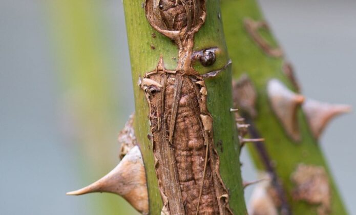 Chancre du rosier : symptômes, traitements et prévention