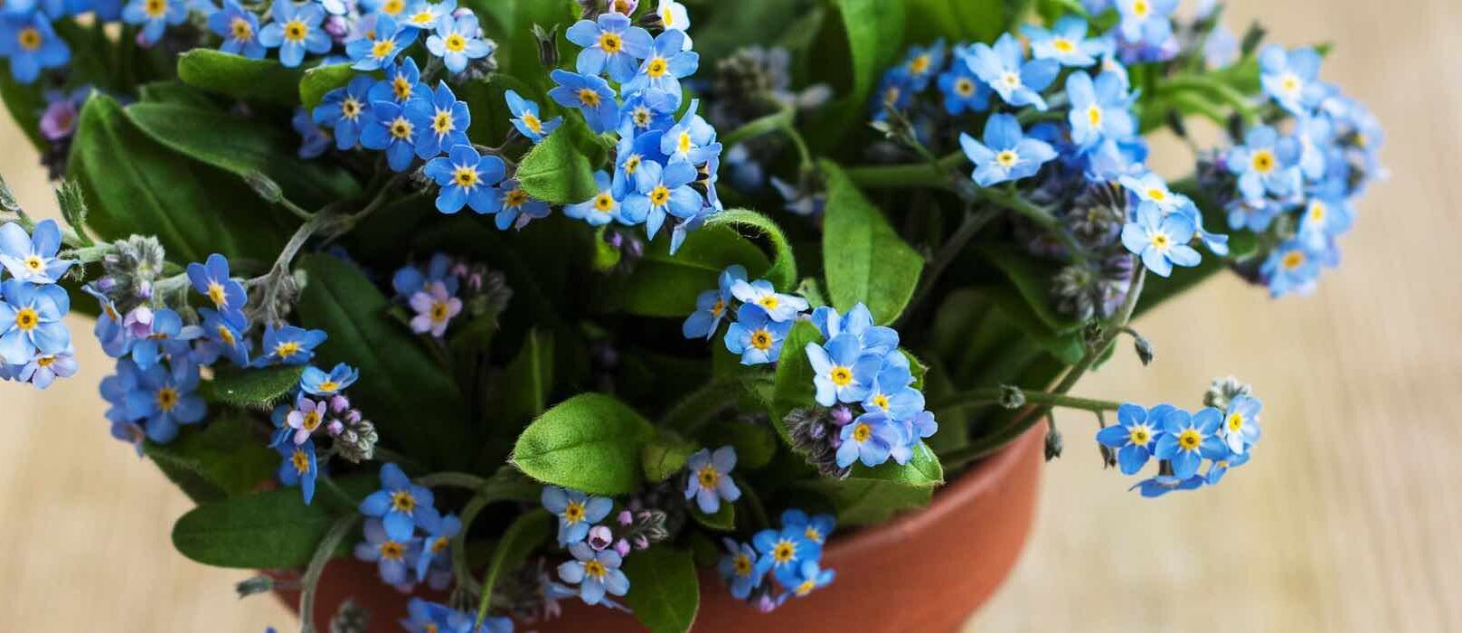 Guide complet pour réussir la culture des myosotis en pot