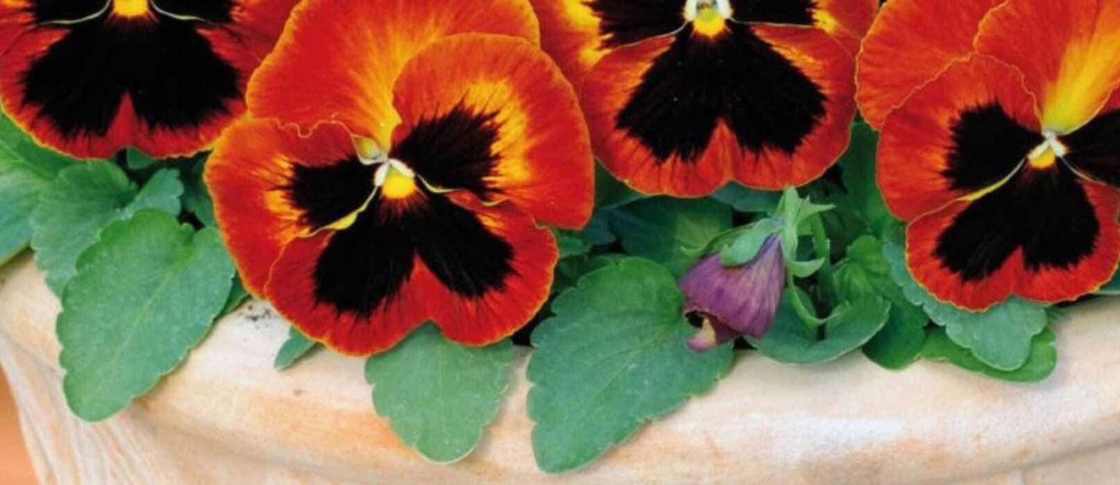 Comment cultiver les pensées en pot ou jardinière : nos conseils