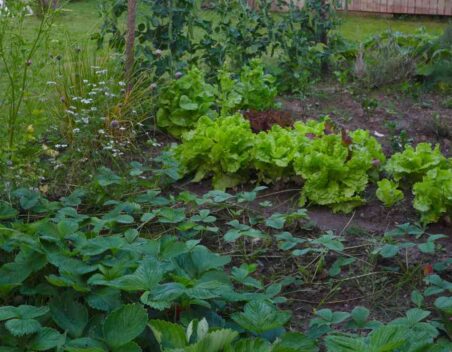Légumes typiques des potagers du nord : quelles variétés ? - Blog ...