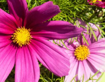 Cultiver un cosmos en pot : conseils et astuces