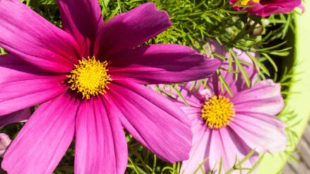 Cultiver un cosmos en pot : conseils et astuces
