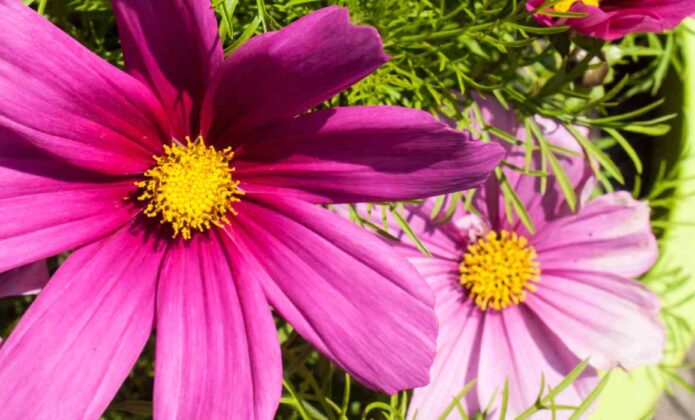 Cultiver un cosmos en pot : conseils et astuces