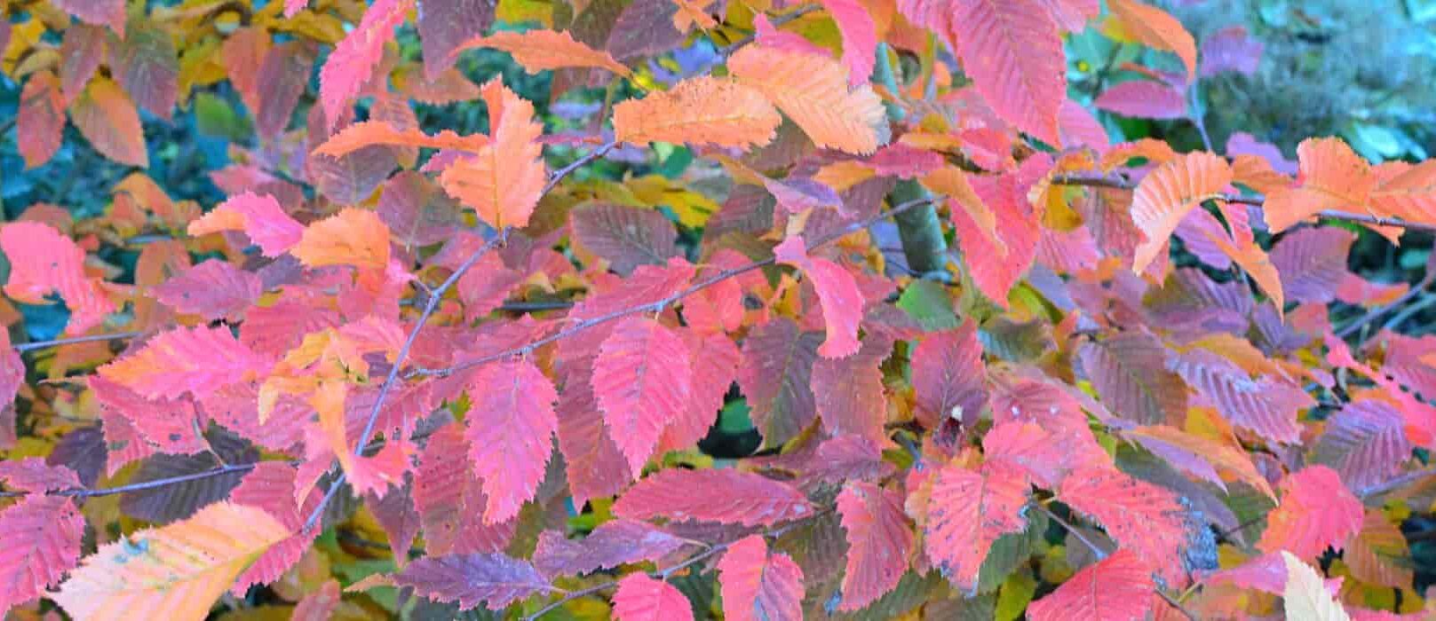 Feuillage caduc, persistant, marcescent : Tout savoir