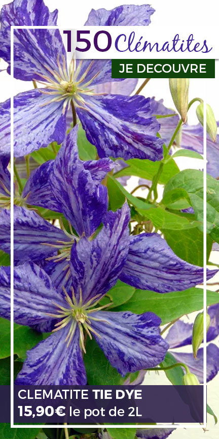 Promesse de fleurs, plantes pour le jardin : vivaces, arbustes ...