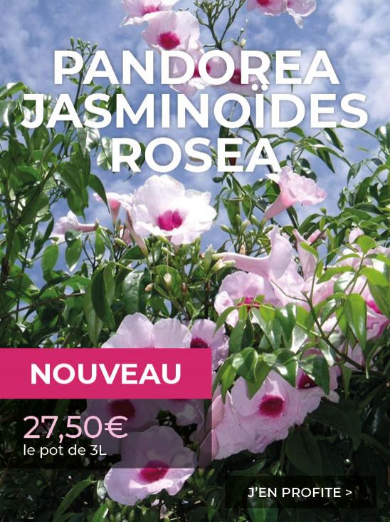 Promesse de fleurs, plantes pour le jardin : vivaces, arbustes ...