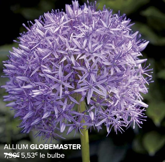 Achat de bulbe : fritillaire, allium, amaryllis et jacinthe