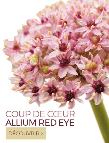 Bulbes de printemps - Plus de 1000 variétés à commander en ligne