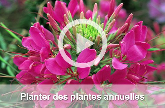 Plantes annuelles