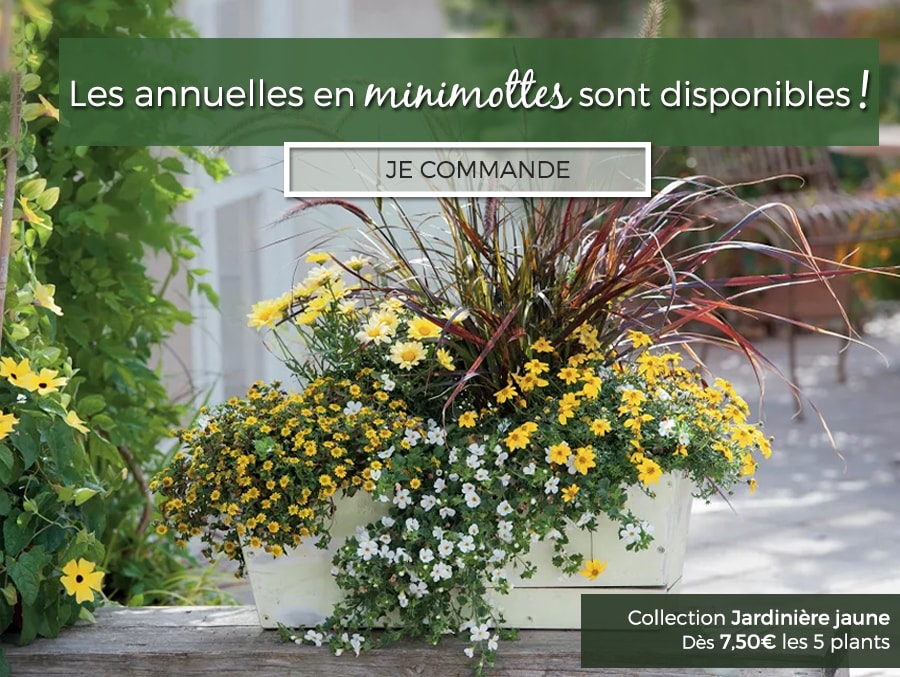 Promesse de fleurs, plantes pour le jardin : vivaces, arbustes ...
