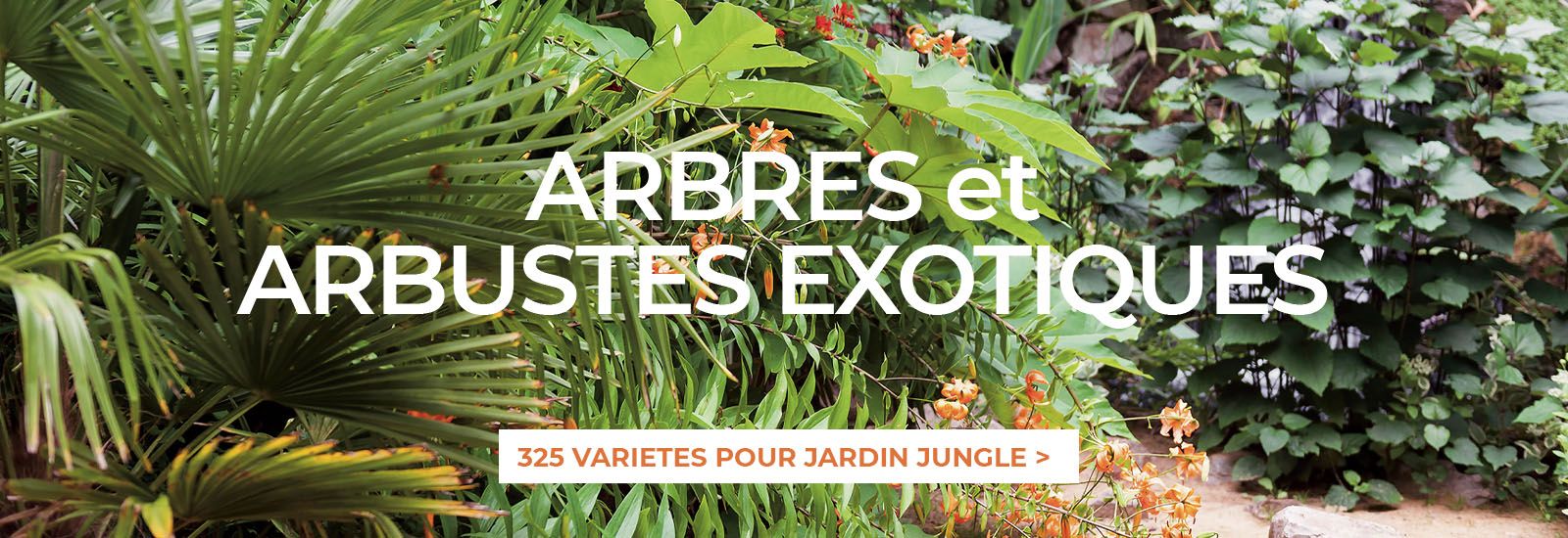 Arbustes : à fleurs, persistant ou caducs : les meilleures variétés ...