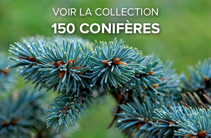 Vente d’arbustes pour votre jardin. Une sélection de formes, hauteurs ...