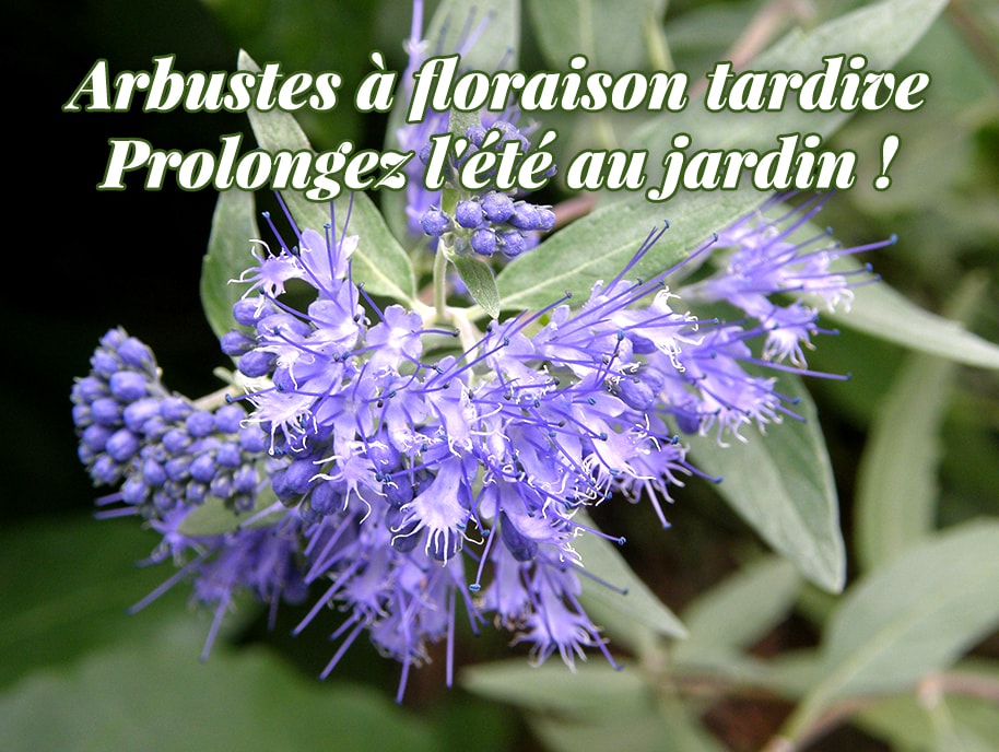 Promesse de fleurs, plantes pour le jardin : vivaces, arbustes ...
