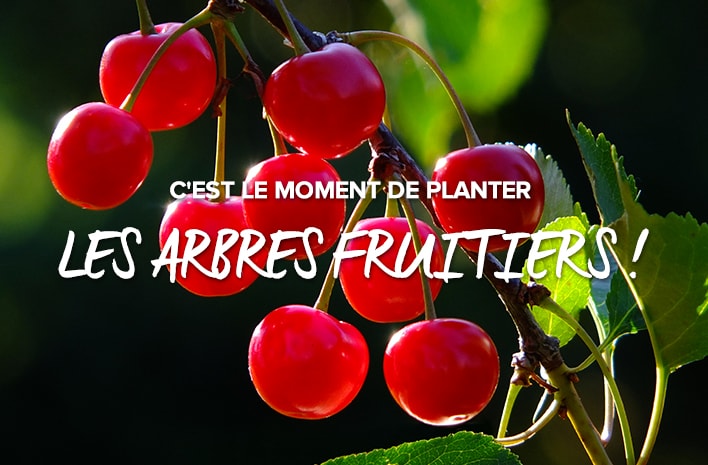 Vente d’arbustes pour votre jardin. Une sélection de formes, hauteurs ...