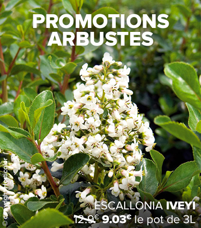 Vente d’arbustes pour votre jardin. Une sélection de formes, hauteurs ...